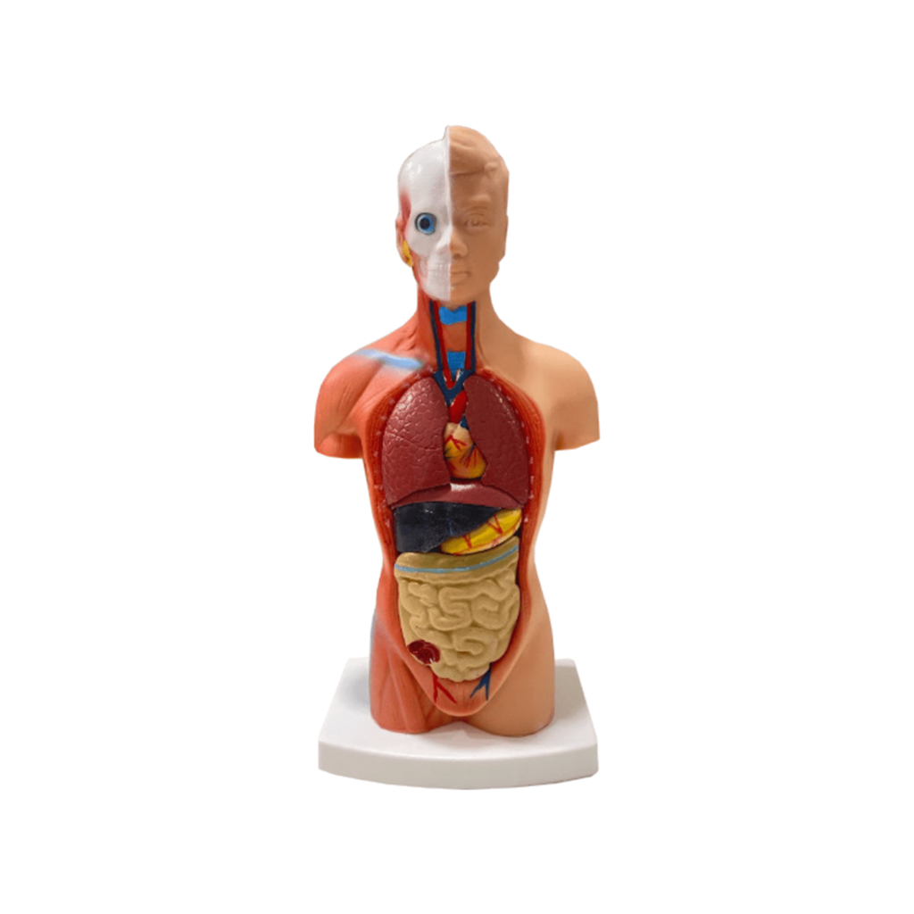 Modelos Anatómicos archivos - HM Medical