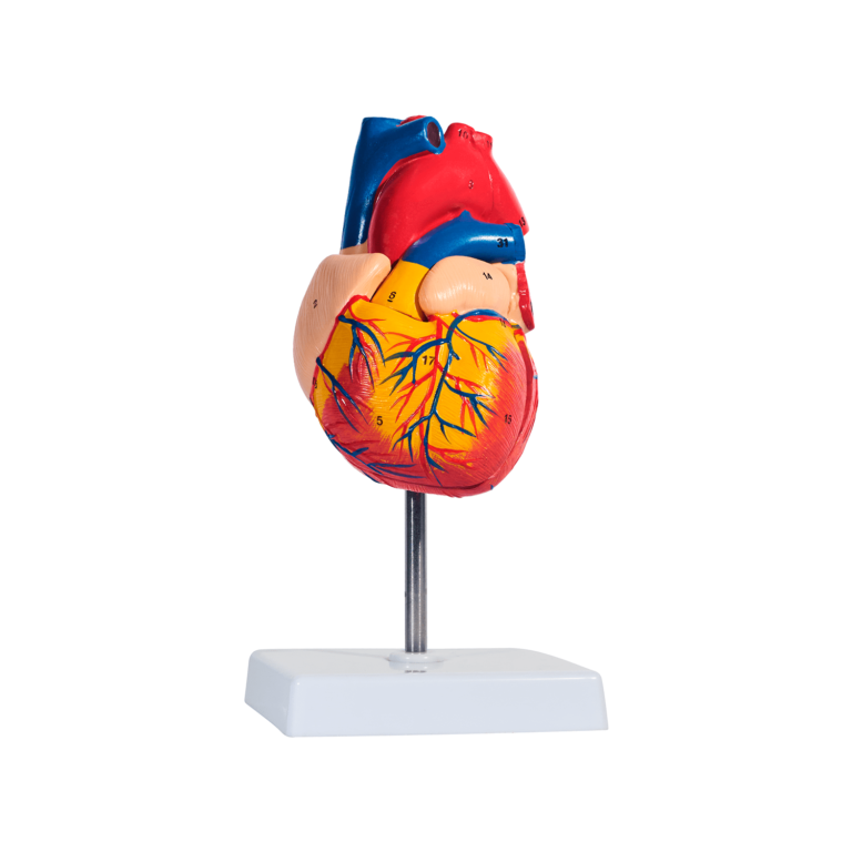 Maqueta Corazón - HM Medical