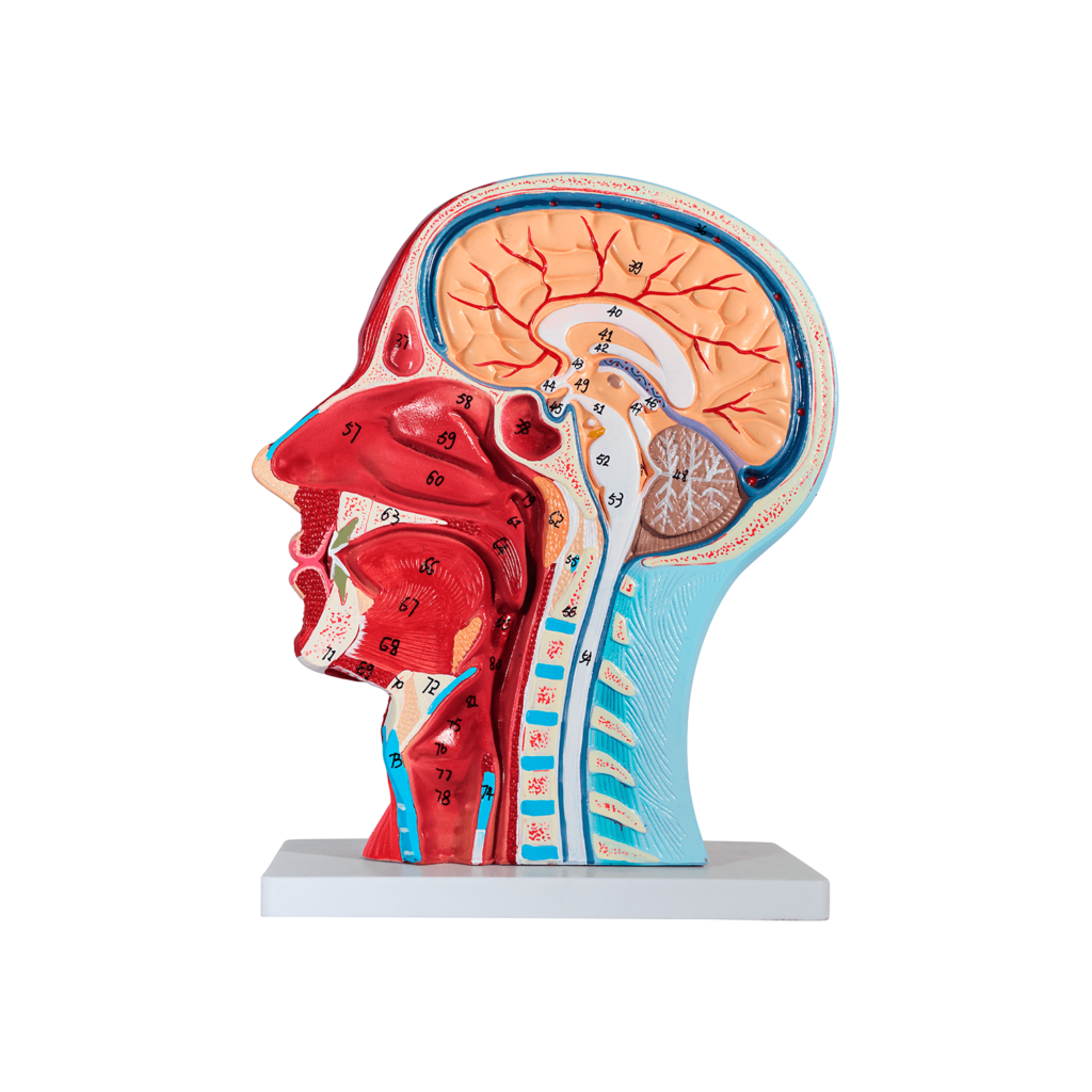Maqueta Corte Medial de la Cabeza Grande - HM Medical