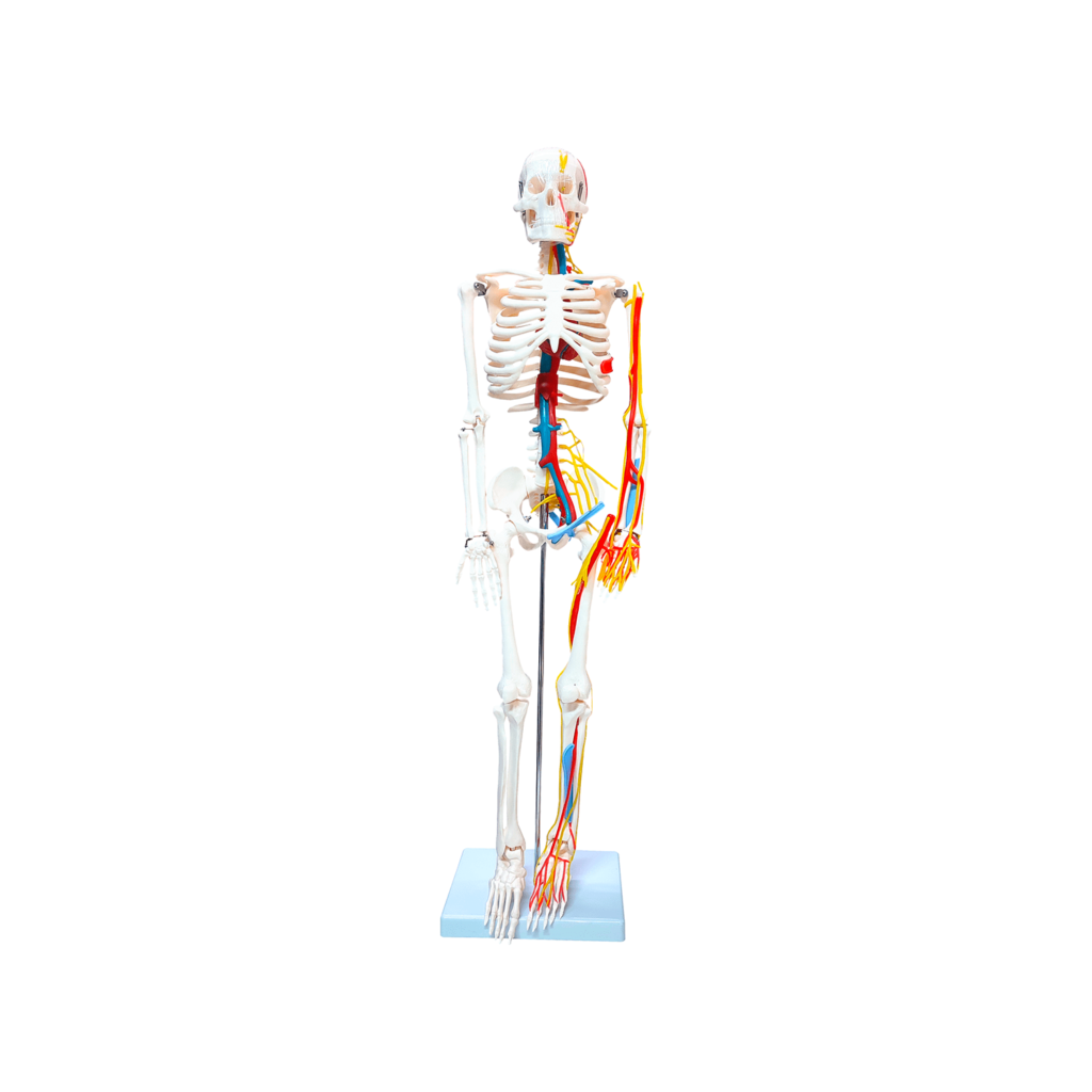 Modelos Anatómicos archivos - HM Medical